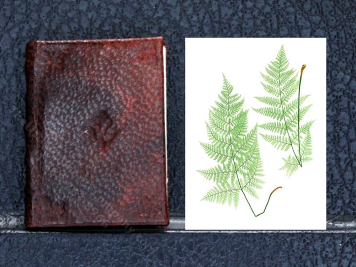 Miniature Book: 'Nature Printed Ferns' [EDL BH121L 5E] | The Little ...
