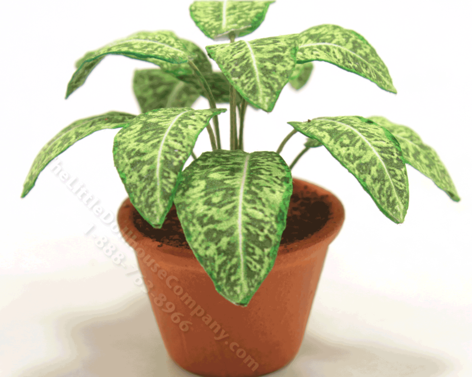 Miniature Golden Pothos Plant in Terracotta Pot [FAY 011] | The Little ...