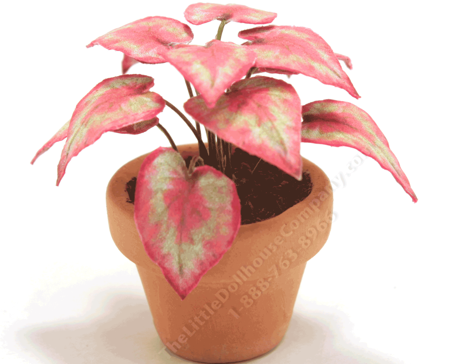 Miniature Pink and Green Caladium in Terracotta Pot [FAY 020] | The ...
