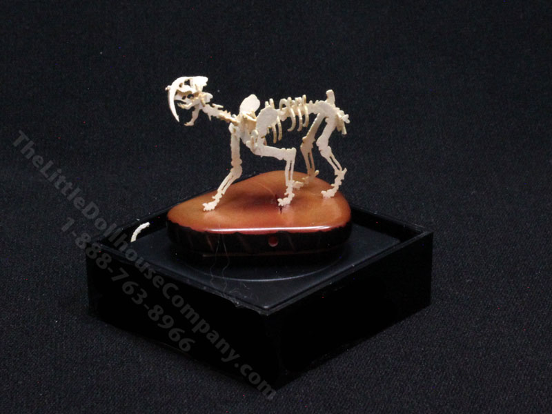 Miniature Smilodon Saber Tooth Skeleton for Dollhouses [AFA 093] | The ...