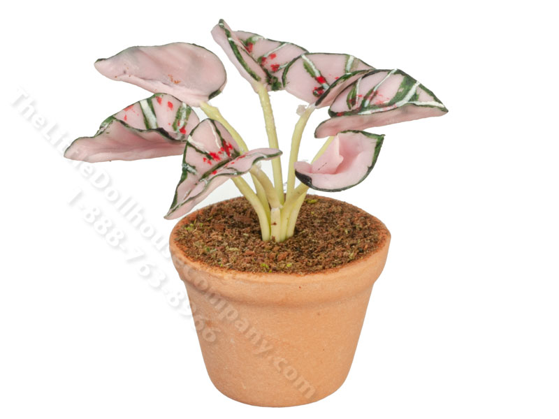 Miniature Pink Caladium Plant for Dollhouses [AZT G6741] | The Little ...