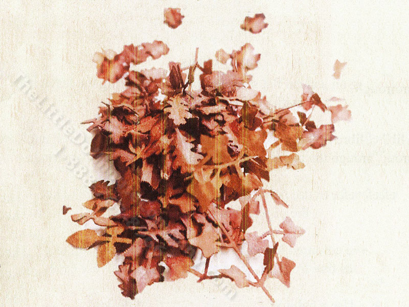 Miniature Autumn Leaves Kit [CCK 5022] | The Little Dollhouse Company