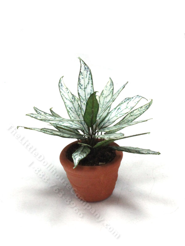 Miniature Silver Queen Plant in Terracotta Pot [FAY 063] | The Little ...
